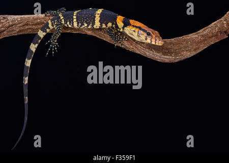 Dumeril's monitor (Varanus dumerili Stock Photo - Alamy
