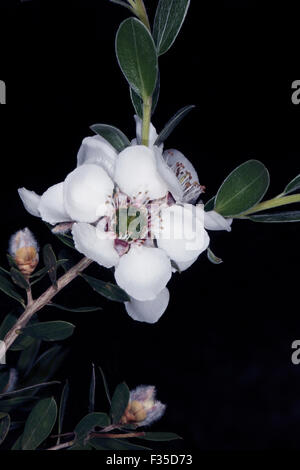 Close-up of a Shining Teatree/Tea-tree flower showing details of flower ...