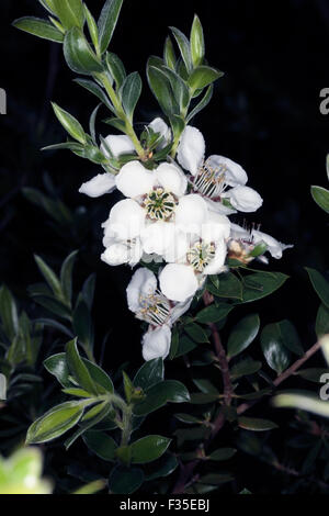Close-up of a Shining Teatree/Tea-tree flower showing details of flower ...