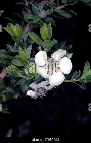 Close-up of a Shining Teatree/Tea-tree flower showing details of flower ...