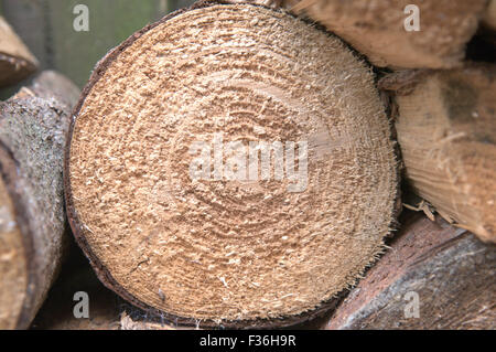 End of a chopped log showing rough grain Stock Photo - Alamy