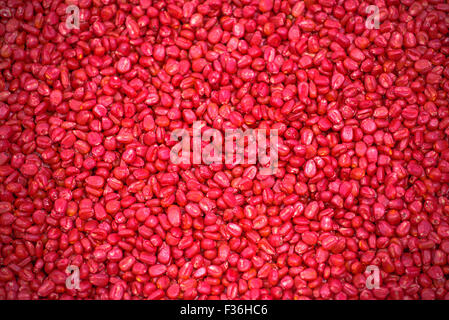 Chemically treated red corn seed ready for seeding Stock Photo - Alamy