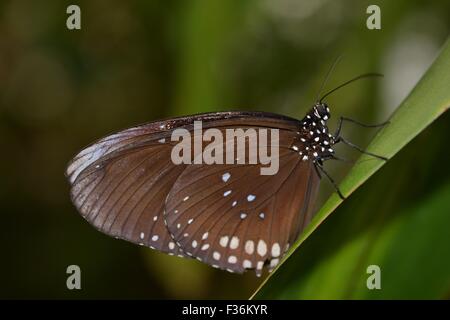 Common crow butterfly/black and white spotted butterfly with vascular ...