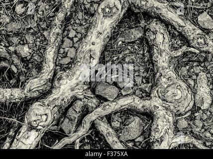 Gnarled roots grow through rocky gravel and stones Stock Photo - Alamy