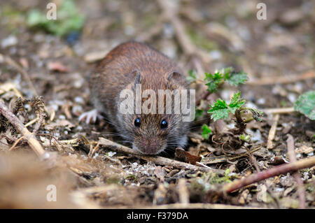 bank vole small UK rodent mammal eating cucumber also known as meadow ...