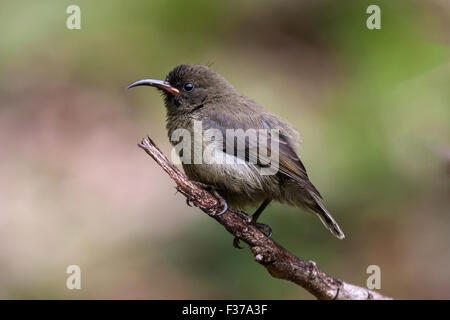 Young Seychelles sunbird (Cinnyris dussumieri) sitting on a branch, La ...
