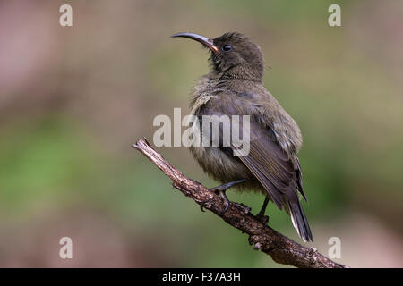 Seychelles sunbird, Seychelles, (Cinnyris dussumieri Stock Photo - Alamy