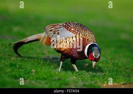 Male or Cock Common Pheasant in field in southern England Stock Photo - Alamy