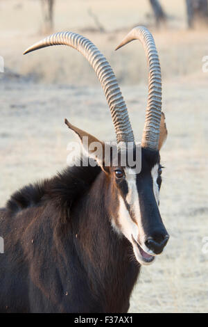 Sable Antelope (Hippotragus niger), Okapuka Ranch, Namibia, Africa ...