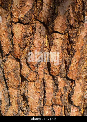 A close-up of the wrinkled bark of an old willow tree. The texture and ...