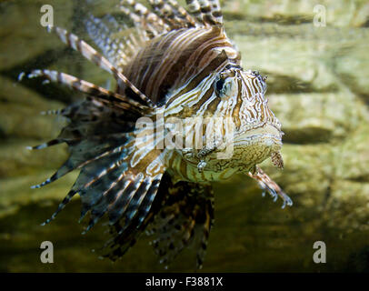 Tropical fish Fish-zebra, latin name Pterois Volitans Stock Photo - Alamy