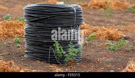 rolls pvc pipes for irrigation campaign to cultivate tomatoes in Puglia ...