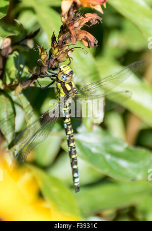 Female Common Hawker Dragonfly Stock Photo - Alamy
