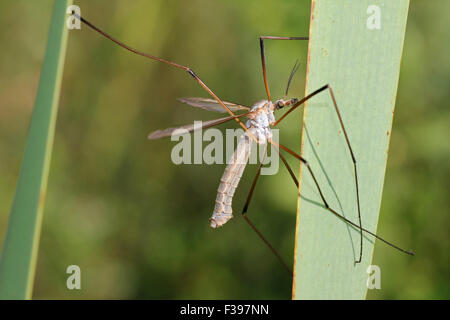 Cranefly - Tipula paludosa Stock Photo - Alamy