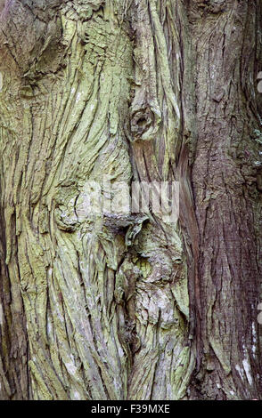 Texture of old grey bumpy tree bark Stock Photo - Alamy