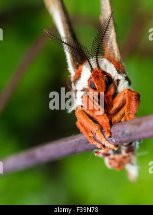 Stick bug hanging on a branch in a glasshouse of a zoo Stock Photo - Alamy