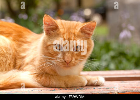 Portrait of Ginger Maine Coon Cat with Red Heart as a gift, Isolated ...