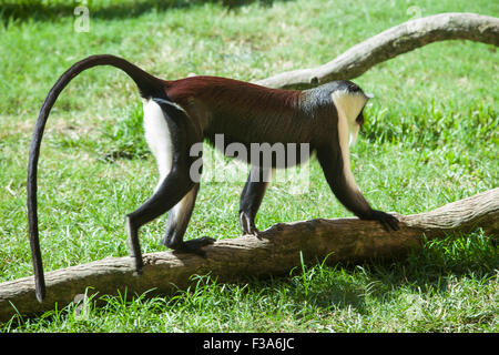 Roloway monkey or Cercopithecus roloway walking over a branch Stock ...