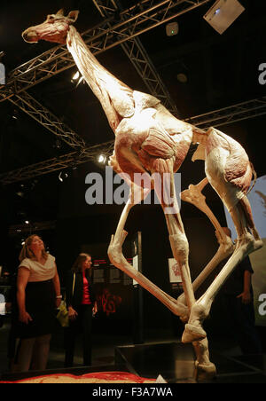 Plastinated giraffe at 'Animal Inside Out' exhibition at Natural ...