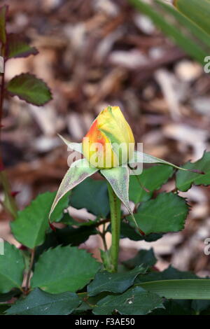 Unopened rosebud in natural light, side view, close-up Stock Photo - Alamy