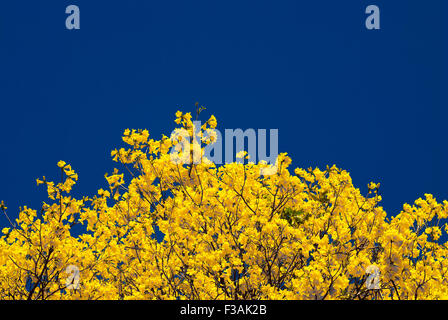 A beautiful Yellow Poui Tree,In Queen's Park Savannah,Port of Spain ...