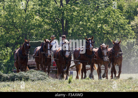Team of six horses pulling hay baler Amish country Lancaster ...