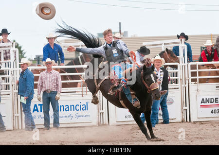Cowboy, saddle bronc riding, Sundre Pro Rodeo, Sundre, Alberta, Canada ...