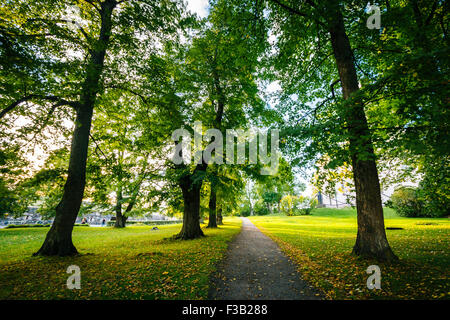 Trees along a path at Suomenlinna, in Helsinki, Finland Stock Photo - Alamy