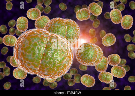 Neisseria meningitidis bacteria, illustration Stock Photo: 84848227 - Alamy