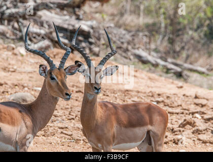 Two Impala rams facing each other in the Kruger National Park, South ...