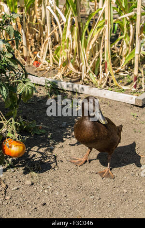 Chocolate Indian Runner duck (Anas platyrhynchos domesticus) in the ...