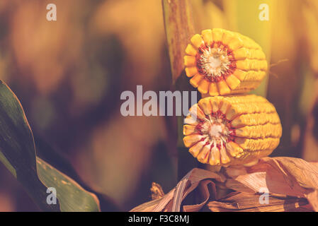 Corn kernels in cross section, showing embryos and endosperm Stock ...