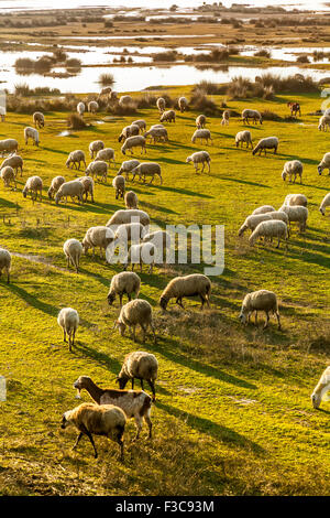 Flock of sheep grazing in Porto Lagos, Greece, Europe Stock Photo - Alamy