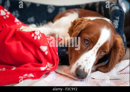 A welsh springer spaniel pup resting in his bed Stock Photo - Alamy