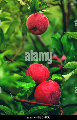 red apples after the rain Stock Photo - Alamy