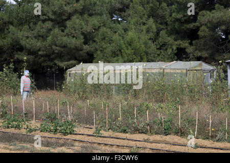 Scarecrow standing between crops in a Greek farmer's vineyard. Lemnos ...