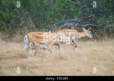 Wild South Texas blackbuck antelope female doe Stock Photo - Alamy