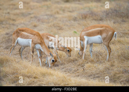 Wild South Texas blackbuck antelope female doe Stock Photo - Alamy