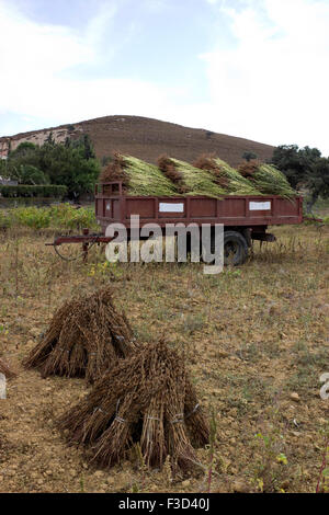 Sesame pods on plant (Sesamum indicum) - USA Stock Photo - Alamy