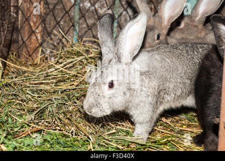 Rabbits inside the cage closeup. Romania Stock Photo - Alamy