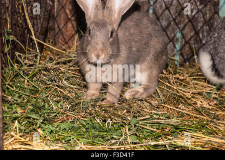 Rabbits inside the cage closeup. Romania Stock Photo - Alamy