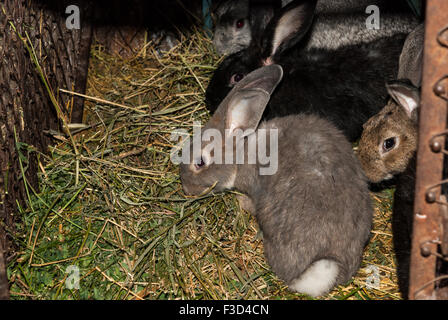 Rabbits inside the cage closeup. Romania Stock Photo - Alamy