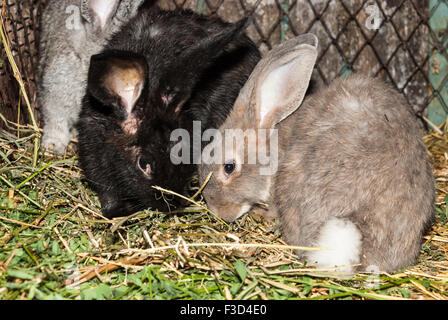 Rabbits inside the cage closeup. Romania Stock Photo - Alamy