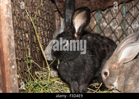 Rabbits inside the cage closeup. Romania Stock Photo - Alamy