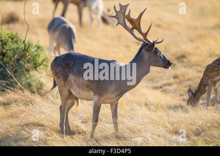Wild South Texas chocolate fallow deer buck Stock Photo - Alamy