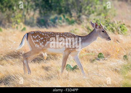 Wild South Texas spotted fallow deer buck yearling Stock Photo - Alamy