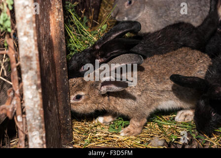 Rabbits inside the cage closeup. Romania Stock Photo - Alamy
