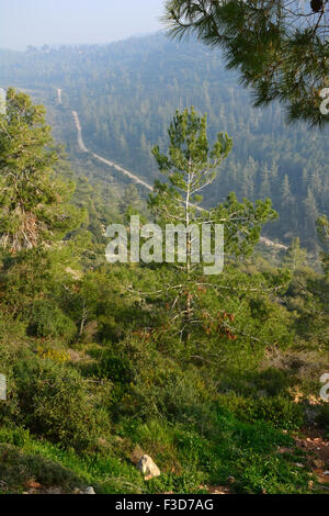 Israel, Jerusalem Mountains, Pine forest on the road to Ein Tayasim ...