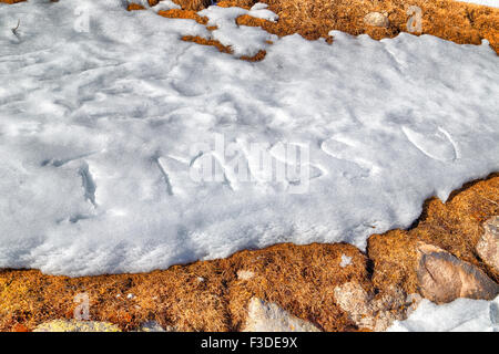love sentences written in the snow with green conifers and wood chalet ...