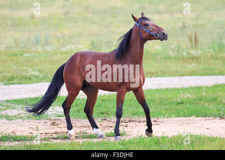 Beautiful bay stallion Thoroughbred breed Stock Photo - Alamy